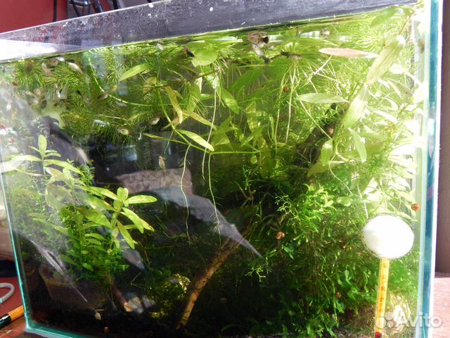 Аквариумные рыбки бесплатно