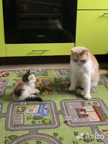 Котята В добрые руки бесплатно