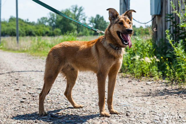 Фокс ищет дом