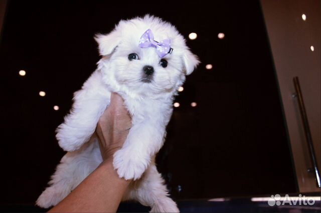 Мини кукольная крошка - девочка мальтезе 2,5 мес