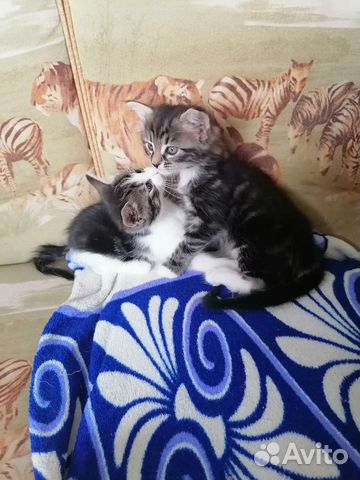 Кошечка Ляля ищет хозяев