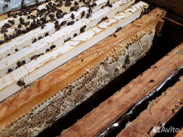 Отводки пчел