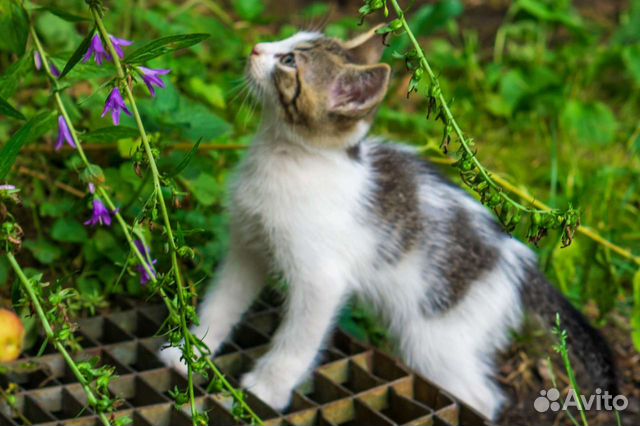 Котята 2 месяца