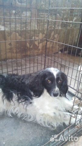 Помесный спаниель