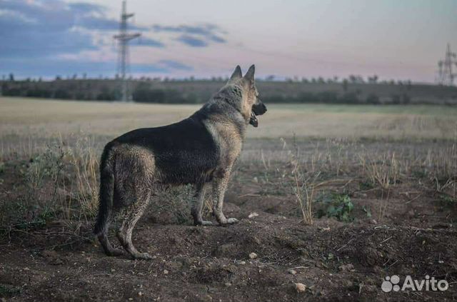 Щенки вео от классических родителей