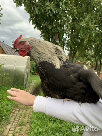 Петух Юрловский голосистый