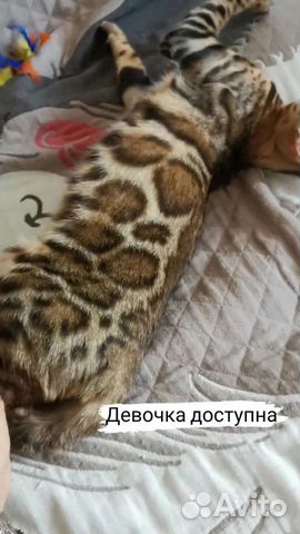 Девочка бенгальская