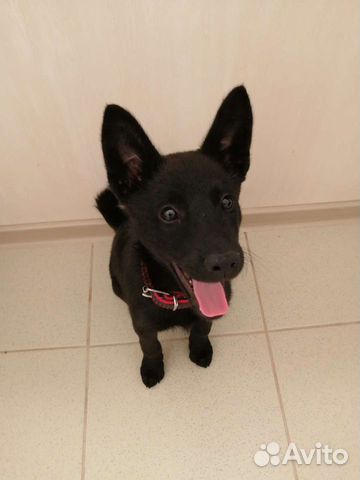 Щенок в добрые руки щенок