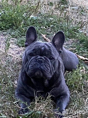 Вязка французского будьдога