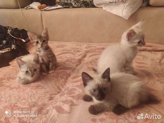 Котята курильского бобтейла