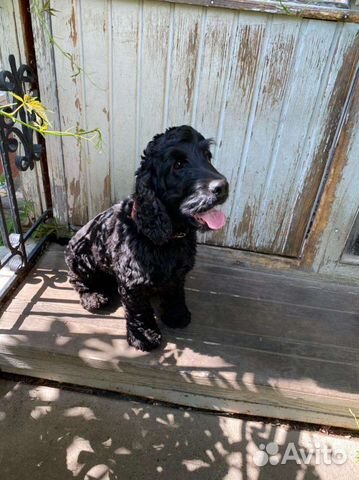 Кокер спаниель английский с родословной