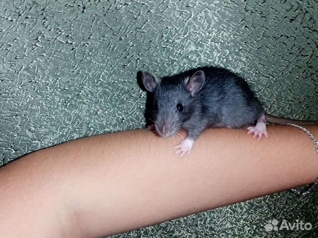 Декоративные крысы