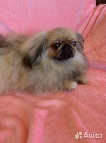 Скромная девчушка пекинеска