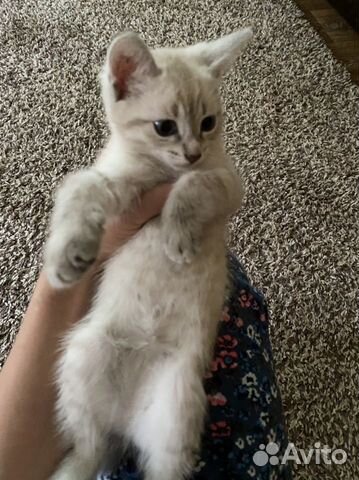Котенок