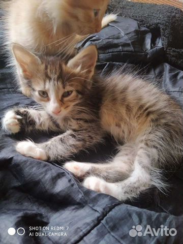 Котята отдам в хорошие руки