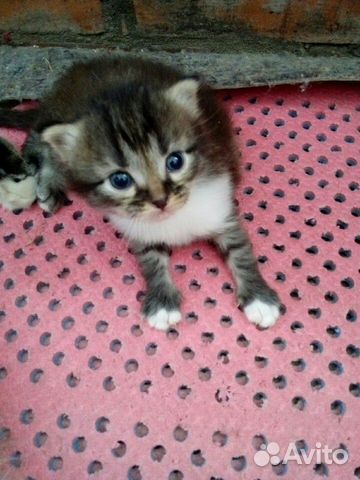 Миленький котёнок
