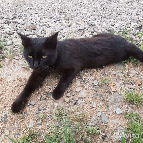 Черный котенок ищет дом