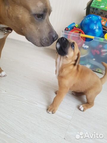 Продам собаку девочка 1 месяц