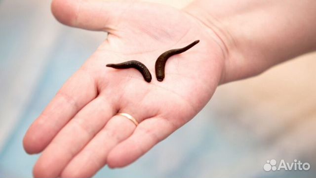 Пиявки оптом