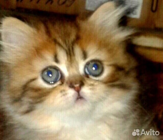 Серебристые и золотистые шиншиллы