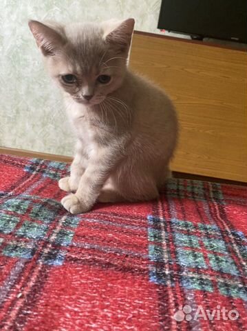 Котеночек в добрые руки