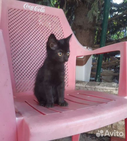 Котик Шпротик ищет Дом