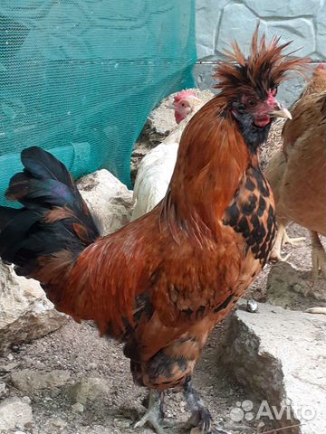 Петухи Павловской породы