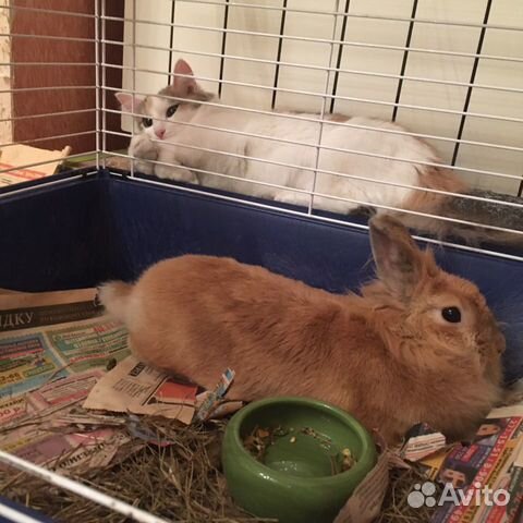 Декоративные карликовые кролики