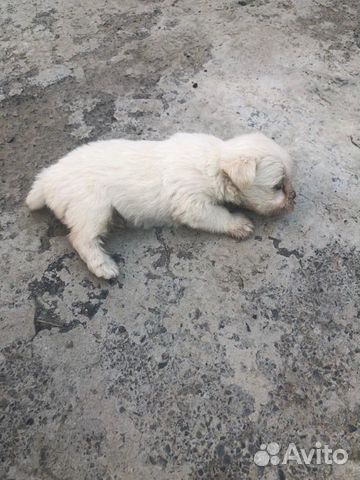 Щенки