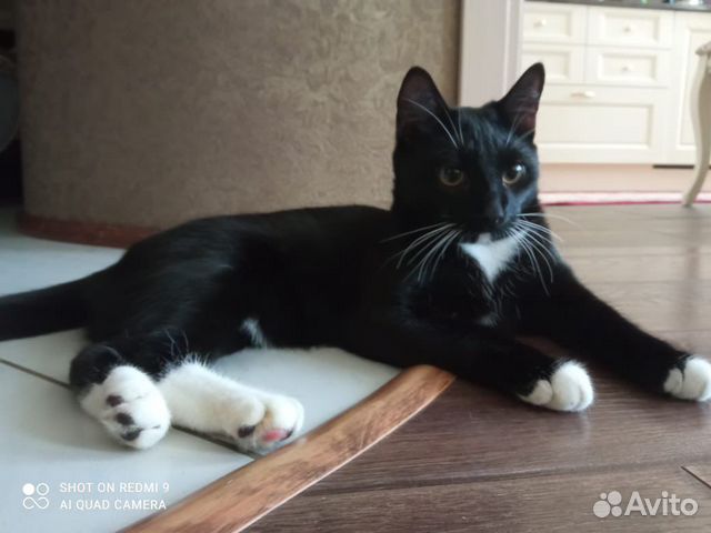 Черный котенок с белыми лапками в добрые руки