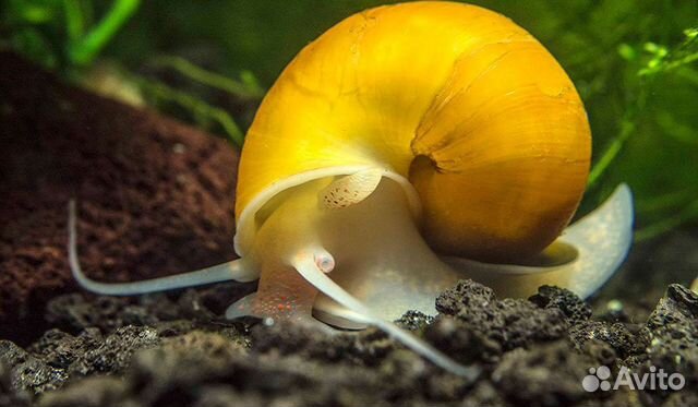 Аквариумные улитки: ампулярии