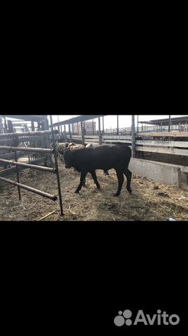 Бычки абердины и шведы