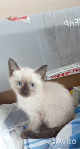 Котёнок в добрые руки