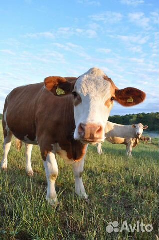 Коровы телки и бычки