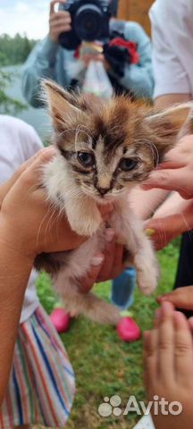 6 котят ищут дом