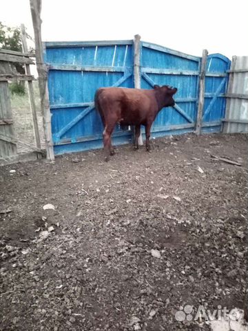 Бычок