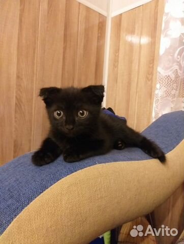 Отдам котенка