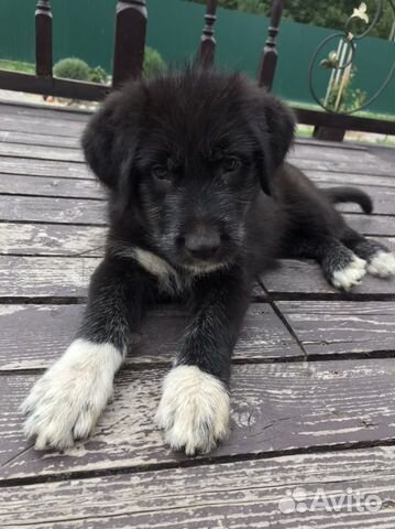 Шикарный Щенок немецкой овчарки и волкодава