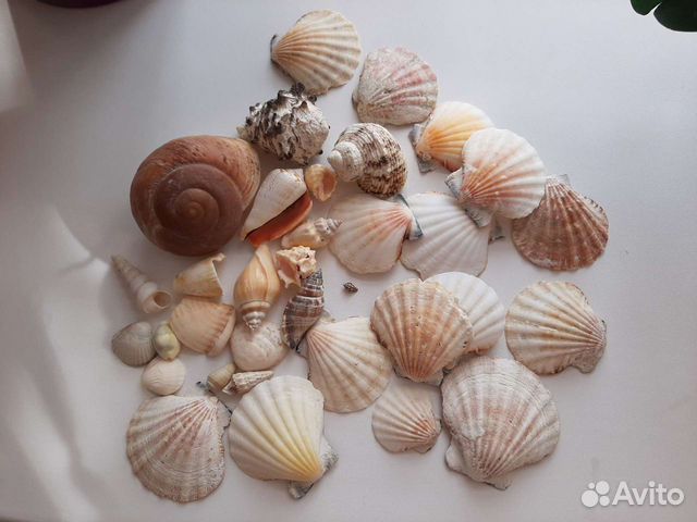 Морские ракушки раковины и гребешки