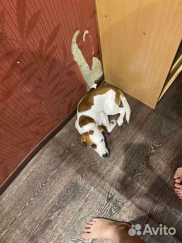 Продам собаку
