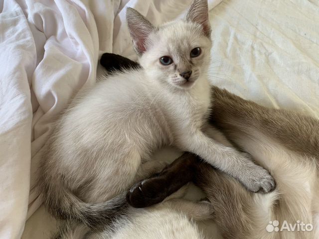 Тайский котенок, девочка