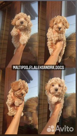 Maltipoo F1/Мальтипу Ф1