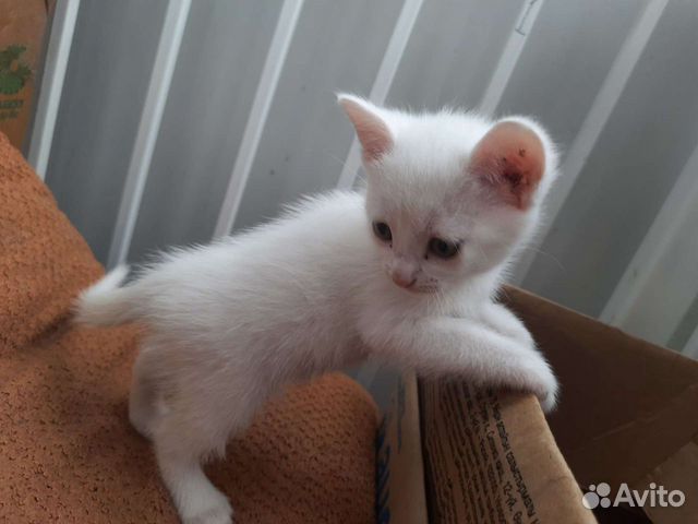 Продаём прекрасных белых котят
