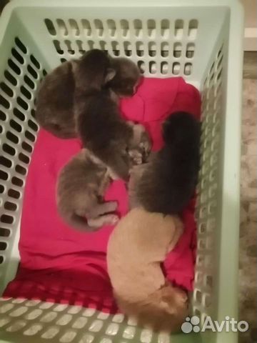 Котятки в дар от вислоухой британки