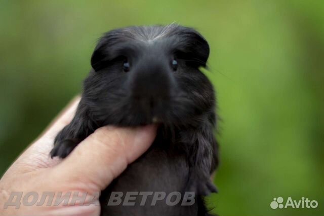 Мальчик крестед черепаховый с белым