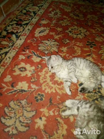 Кошки Селкирк Рекс в дар