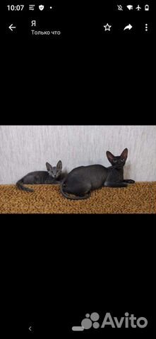 Необычный котенок в добрые руки