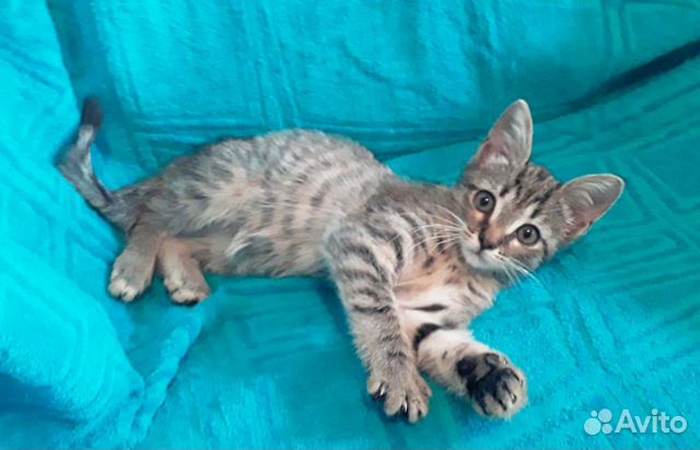 Маленький большеглазый котенок