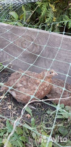 Перепела целадон (селадон) молодки