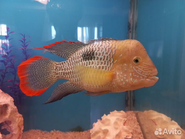 Цихлиды- Акары бирюзовые